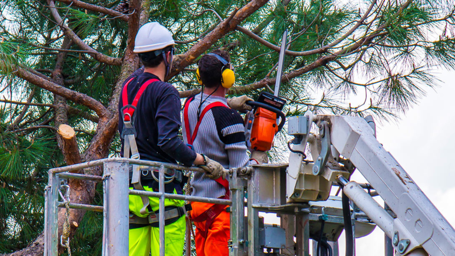 BEST Tree Service in Albany NY | KD Tree Service Albany NY