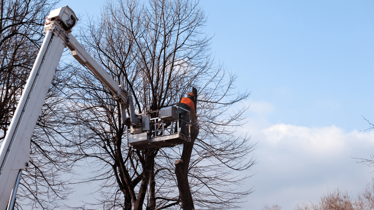 BEST Tree Service in Albany NY | KD Tree Service Albany NY