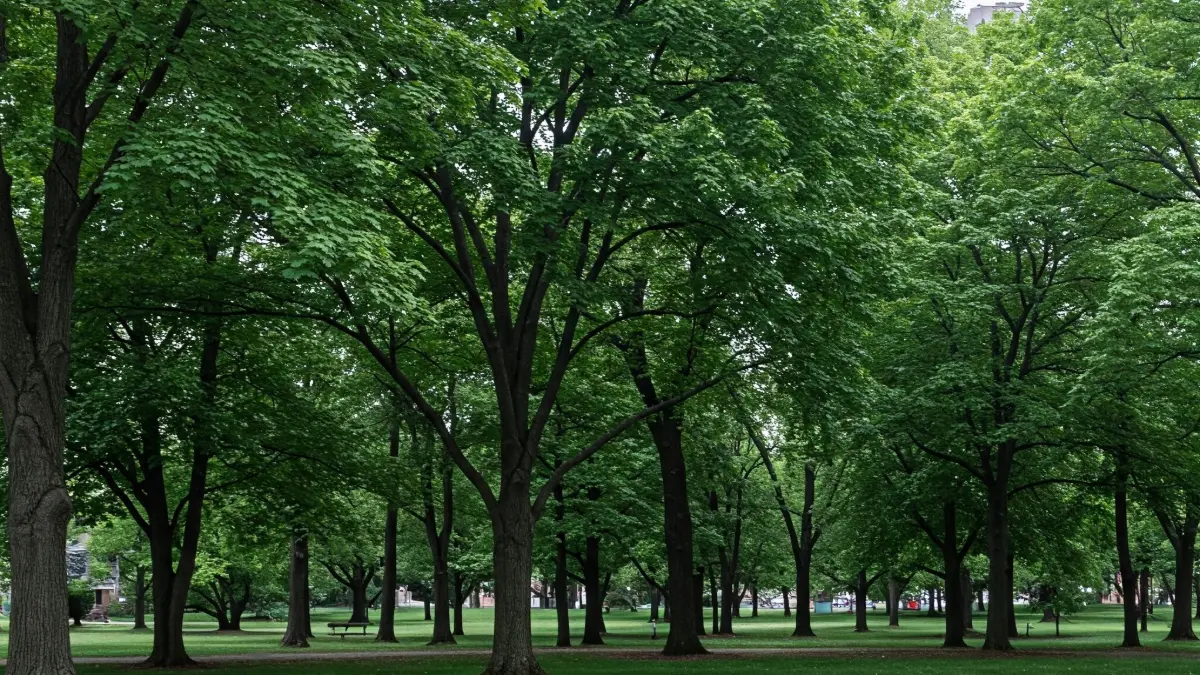 The Most Common Tree Species in Albany, NY and How to Care for Them