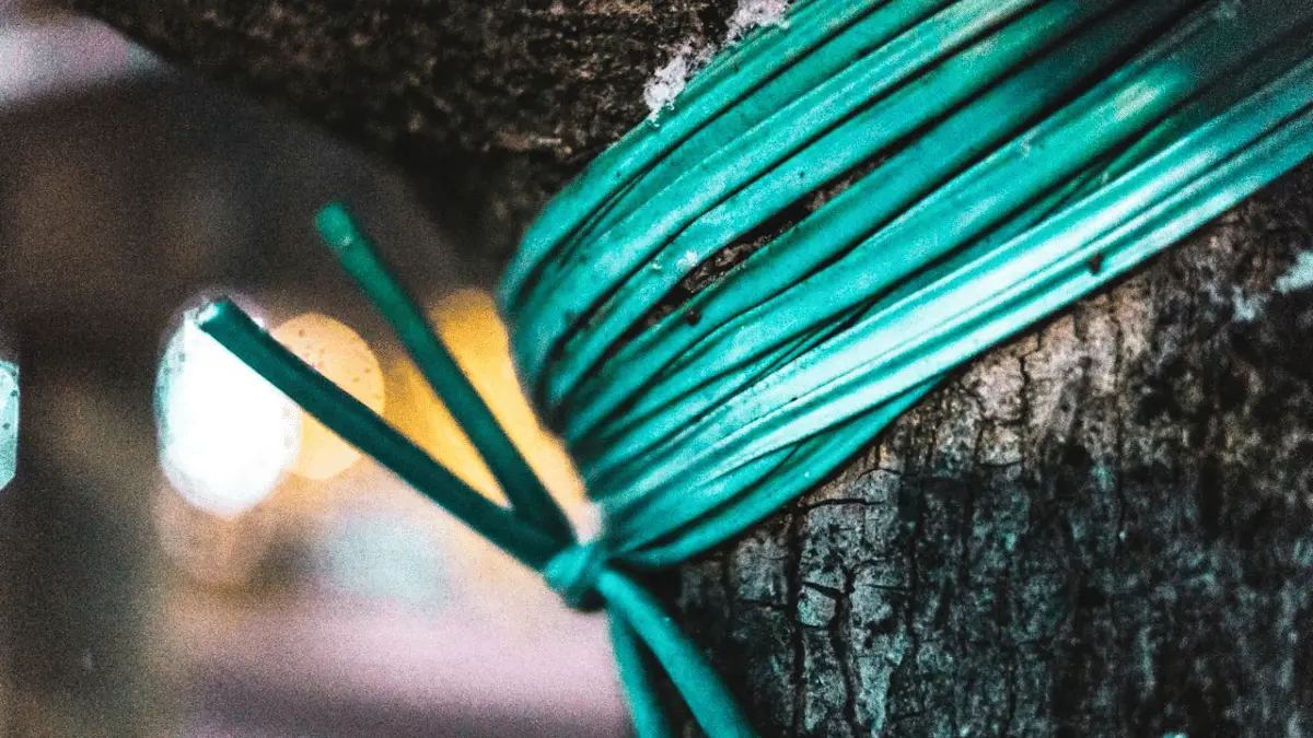 Tree Cabling and Bracing: When Do Your Trees Need Support?